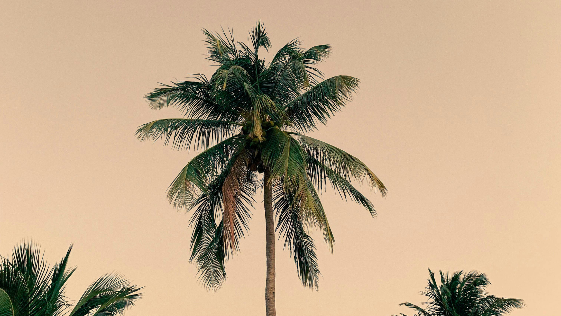 The Coconut Revolution: How Reviving a Single Tree Could Uplift an ...